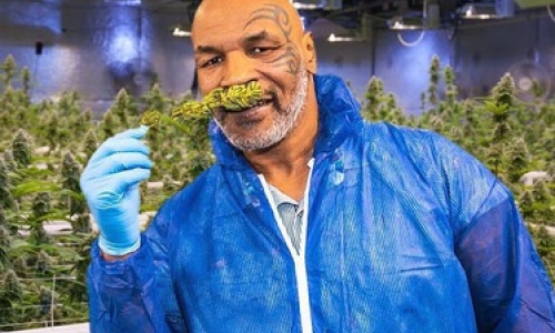 Mike Tyson Launches New Line Of Cannabis Seeds For Home Growers ... Mike Tyson Launches New Line Of Cannabis Seeds For Home Growers ...